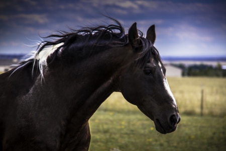 About Color Me Smart- APHA World Champion Cutting Horse & Cutting Horse ...