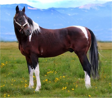 About Color Me Smart- APHA World Champion Cutting Horse & Cutting Horse ...