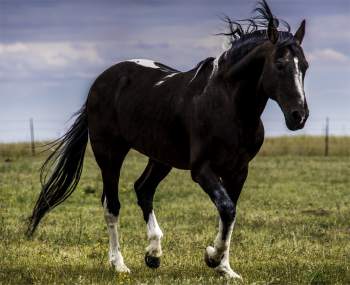 About Color Me Smart- APHA World Champion Cutting Horse & Cutting Horse ...