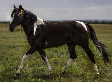 About Color Me Smart- APHA World Champion Cutting Horse & Cutting Horse ...